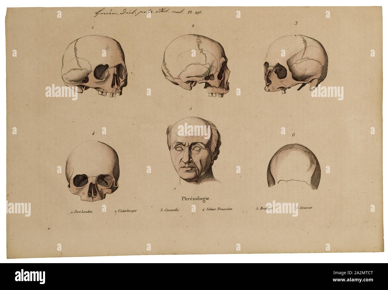 Homo sapiens, Print, Homo sapiens is the only extant human species. The ...