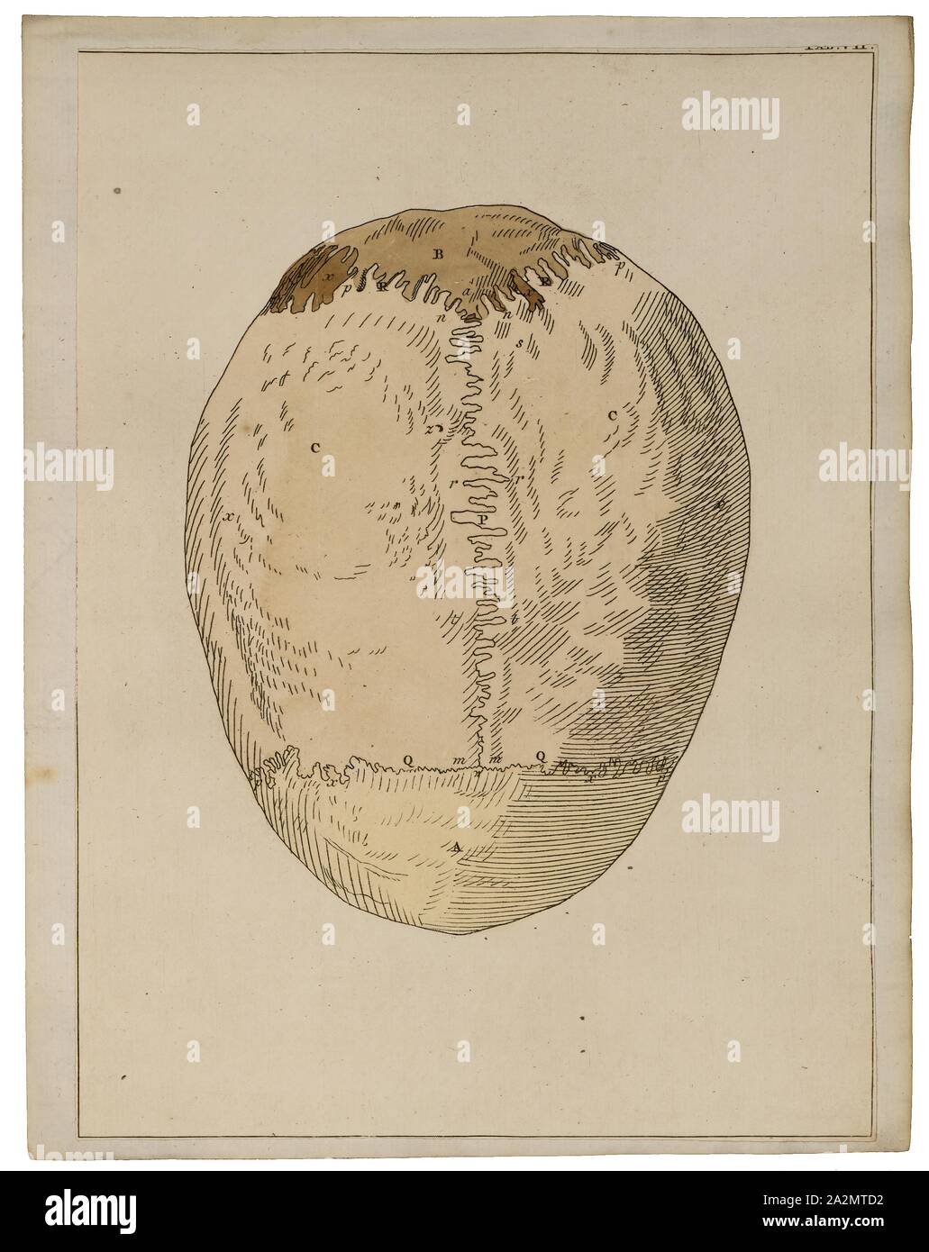 Homo sapiens sapiens skull hi-res stock photography and images - Alamy