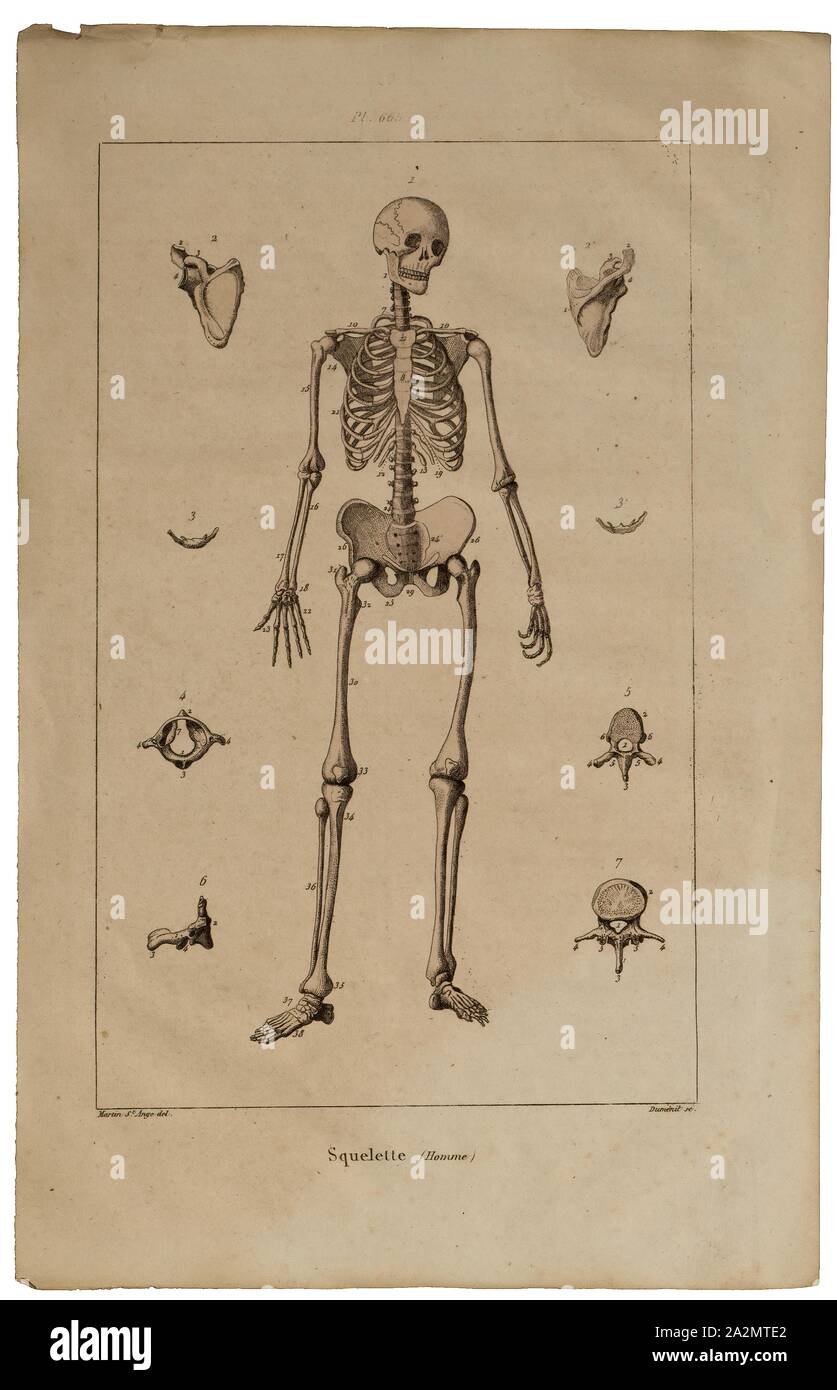 Homo sapiens, Print, Homo sapiens is the only extant human species. The ...