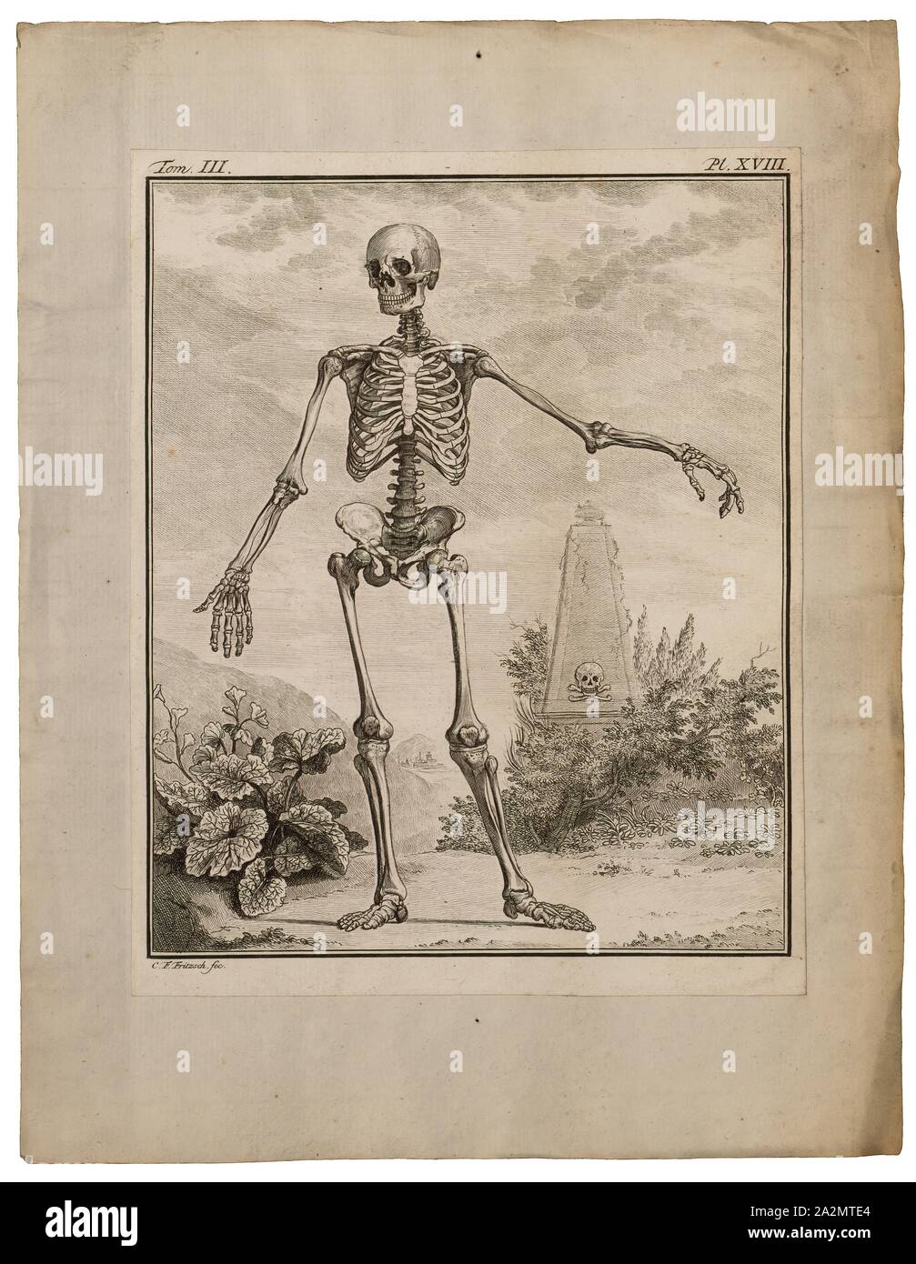 Homo sapiens, Print, Homo sapiens is the only extant human species. The ...