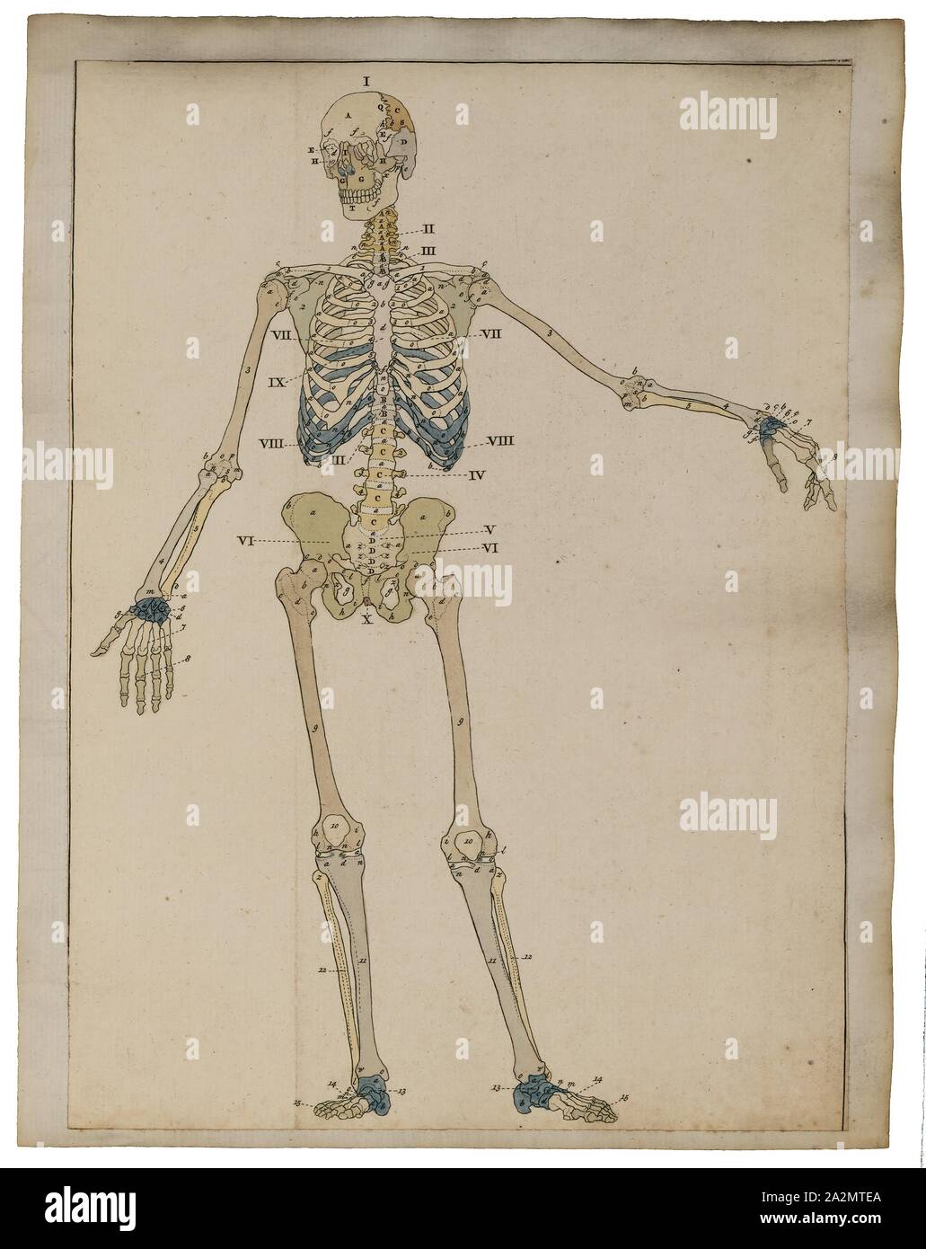 Homo sapiens, Print, Homo sapiens is the only extant human species. The ...