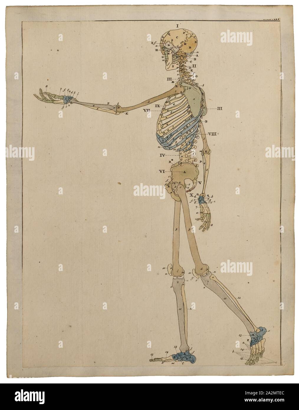 Homo sapiens, Print, Homo sapiens is the only extant human species. The ...