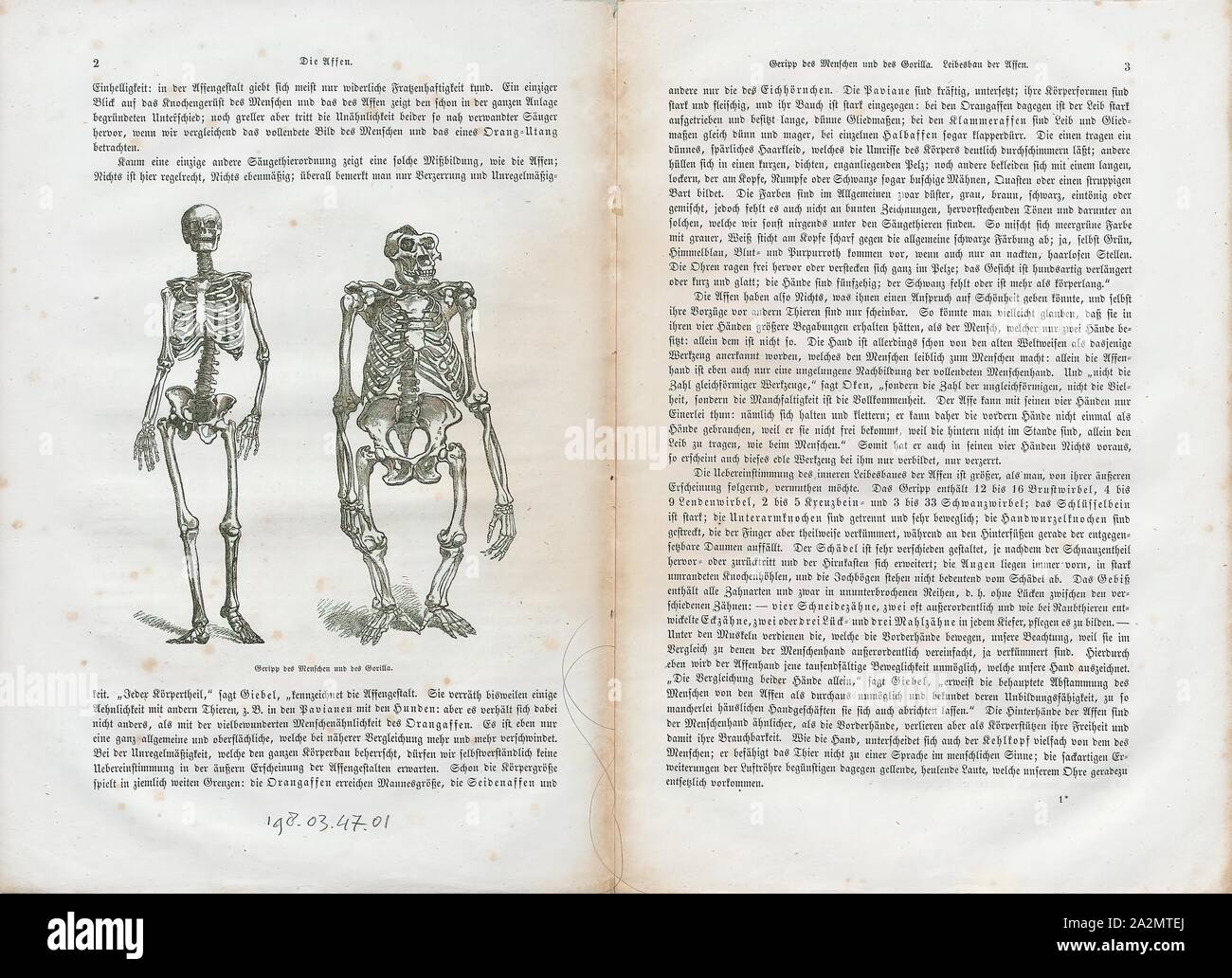 Homo sapiens, Print, Homo sapiens is the only extant human species. The ...