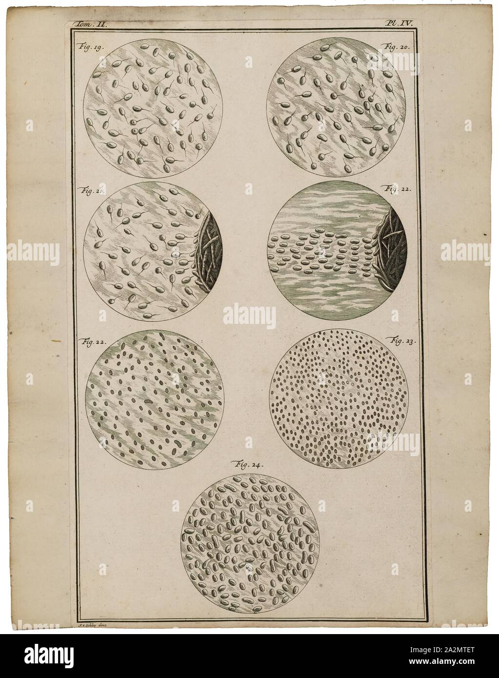 Homo sapiens, Print, Homo sapiens is the only extant human species. The ...