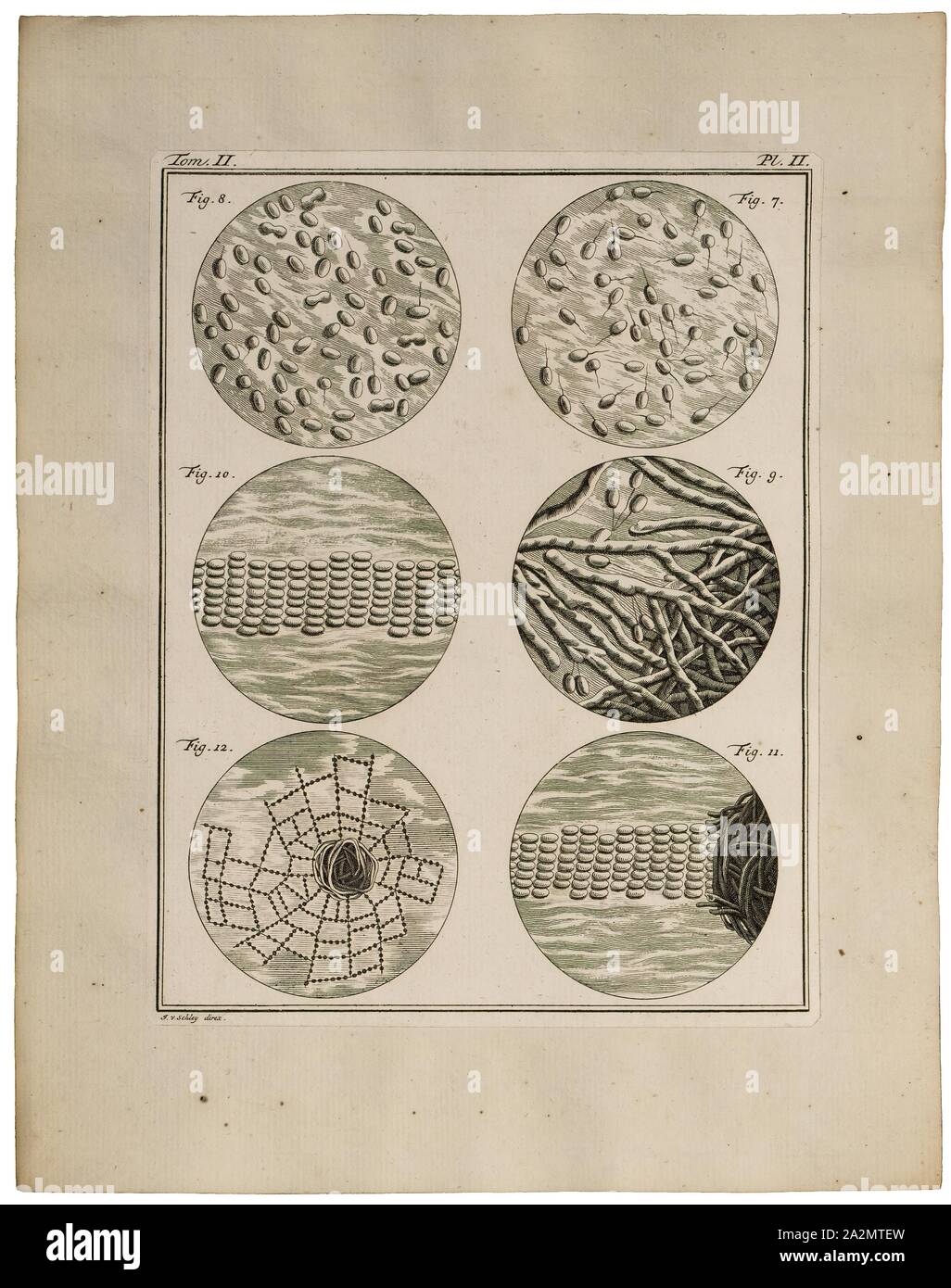 Homo sapiens, Print, Homo sapiens is the only extant human species. The ...