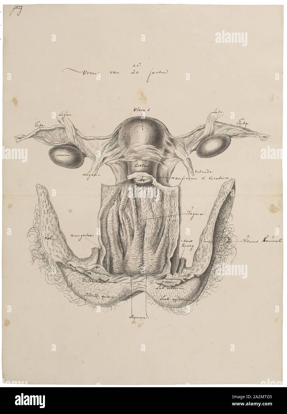 Homo sapiens, Print, Homo sapiens is the only extant human species. The ...