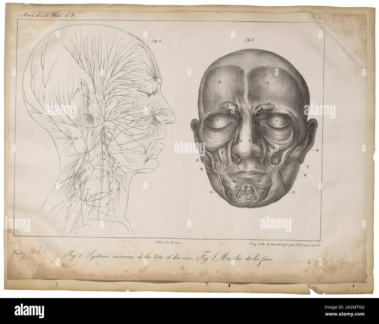 Homo sapiens, Print, Homo sapiens is the only extant human species. The ...