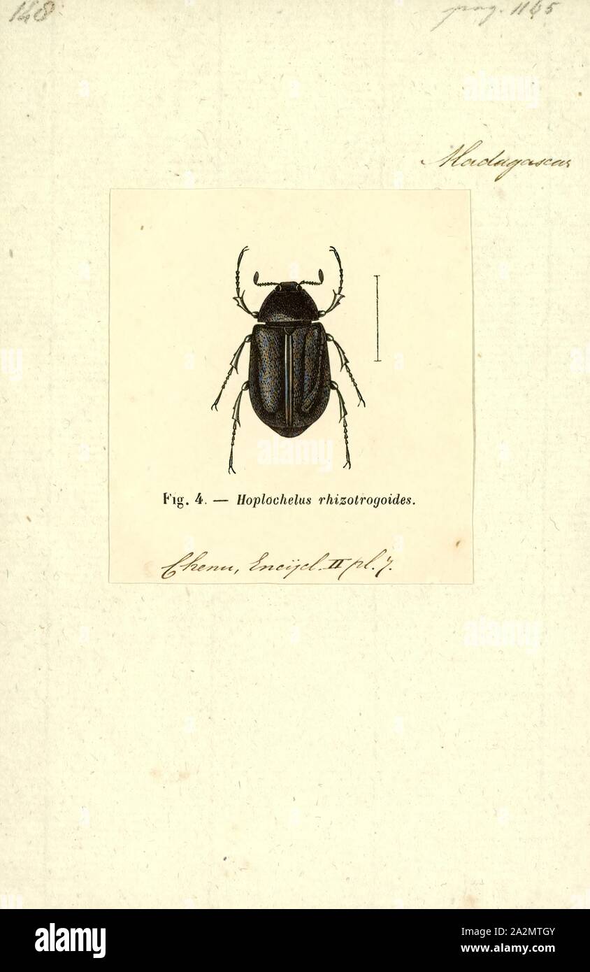 Hoplochelus hi-res stock photography and images - Alamy