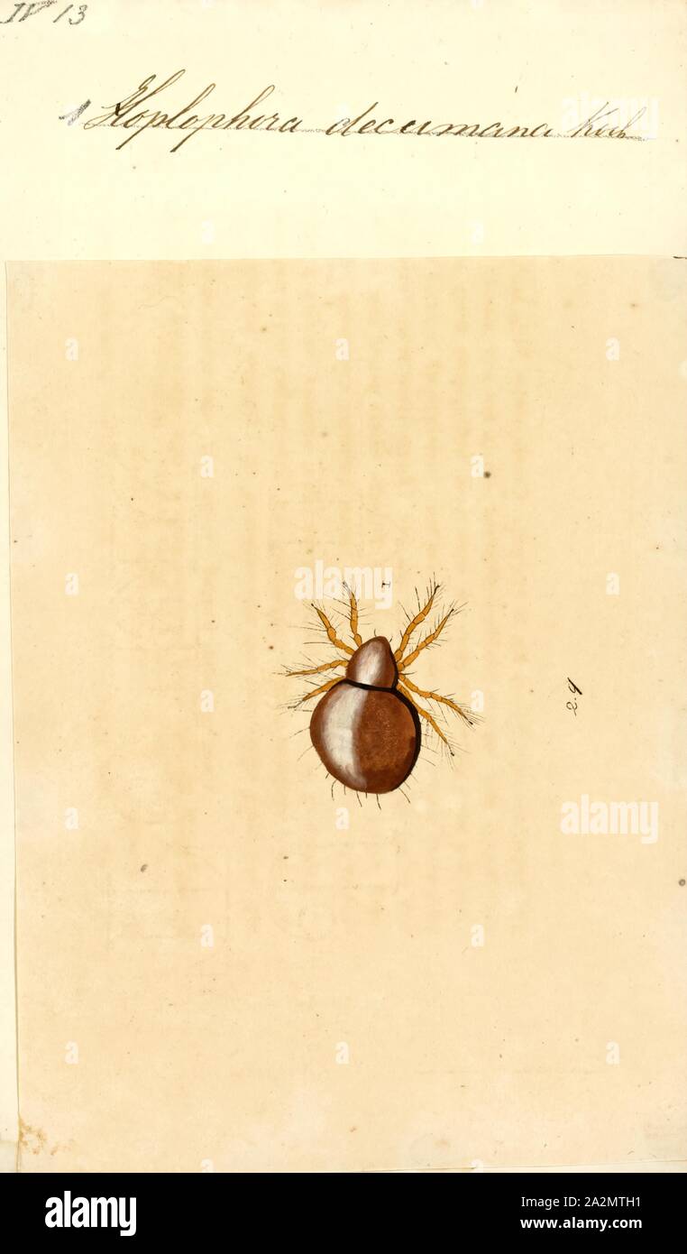 Hoplophora hi-res stock photography and images - Alamy