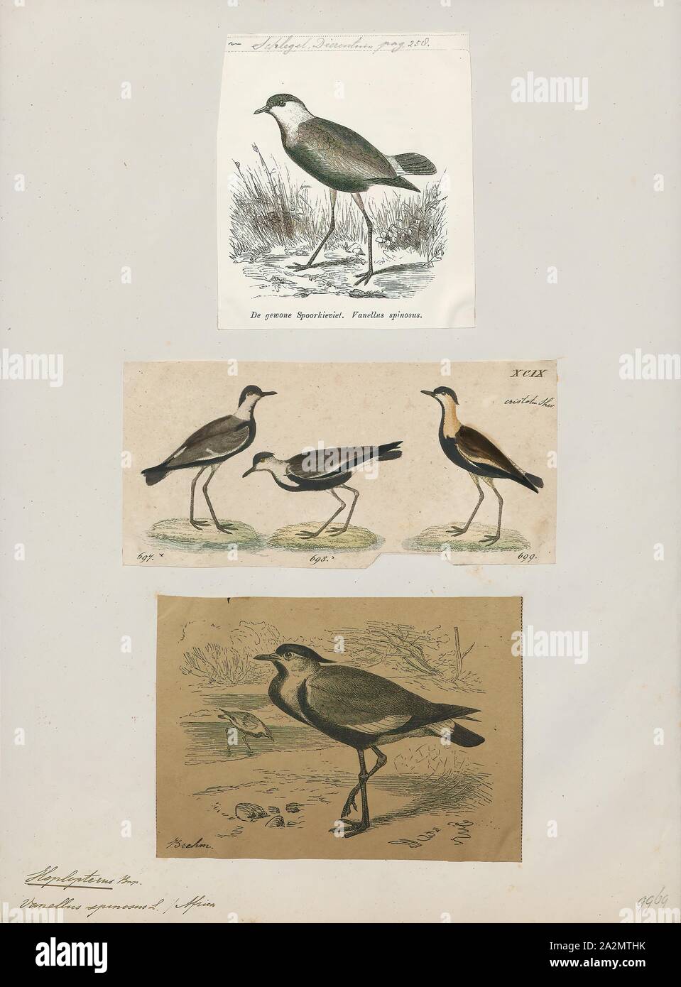 Hoplopterus spinosus, Print, The spur-winged lapwing or spur-winged ...