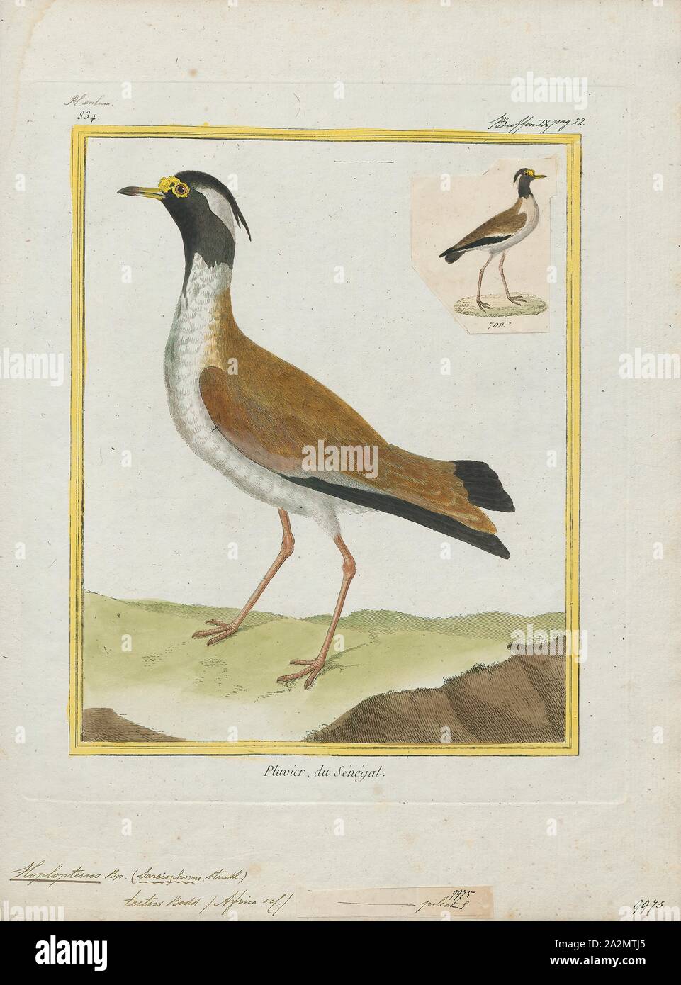 Black headed lapwing hi-res stock photography and images - Alamy