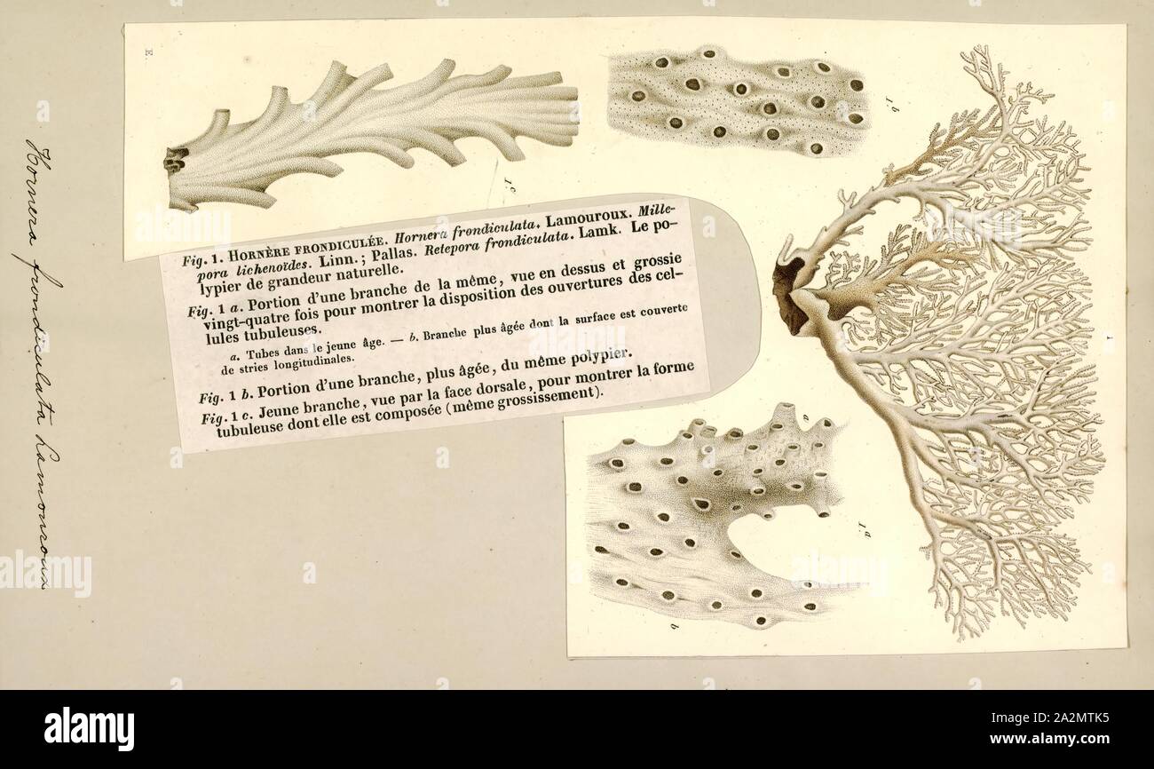 Hornera frondiculata, Print Stock Photo - Alamy