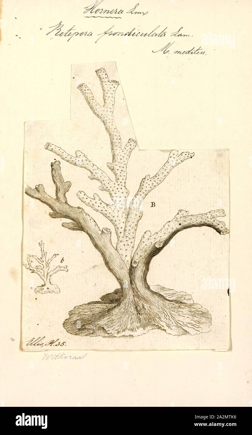 Hornera frondiculata, Print Stock Photo - Alamy