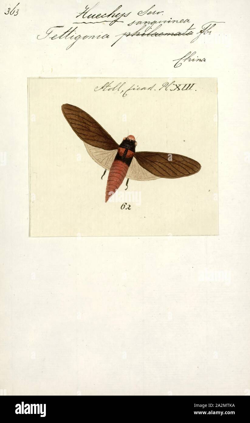 Huechys, Print, Huechys is a genus of cicada belonging to the family ...