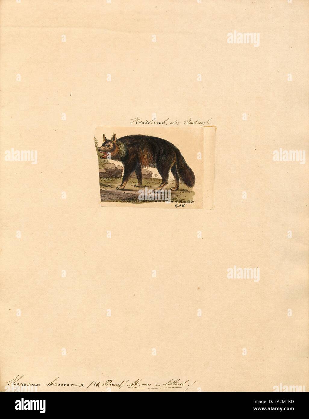 Largest remaining brown hyena population hi-res stock photography and ...