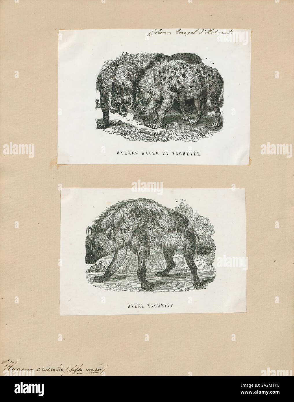 Otherwise fossil genus pachycrocuta hi-res stock photography and images ...