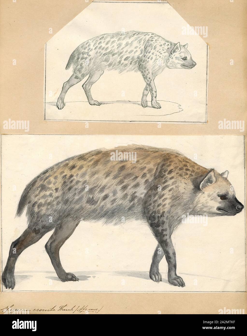 Hyaena crocuta, Print, Hyaena is a genus comprising two of the living ...