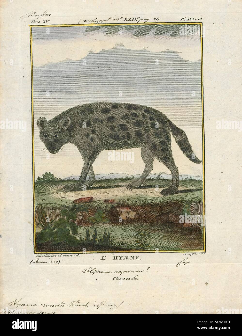Hyaena crocuta, Print, Hyaena is a genus comprising two of the living ...