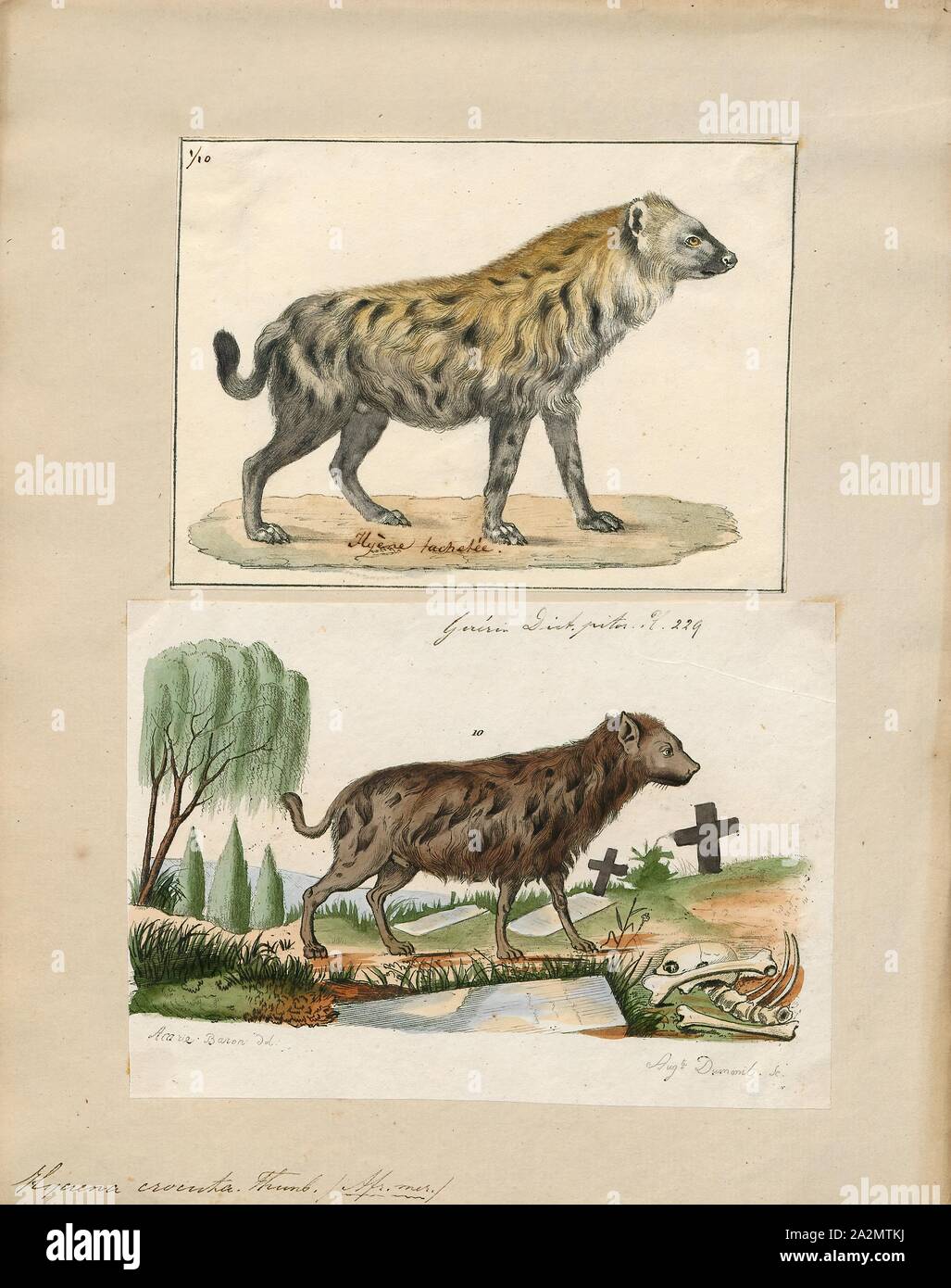 Otherwise fossil genus pachycrocuta hi-res stock photography and images ...