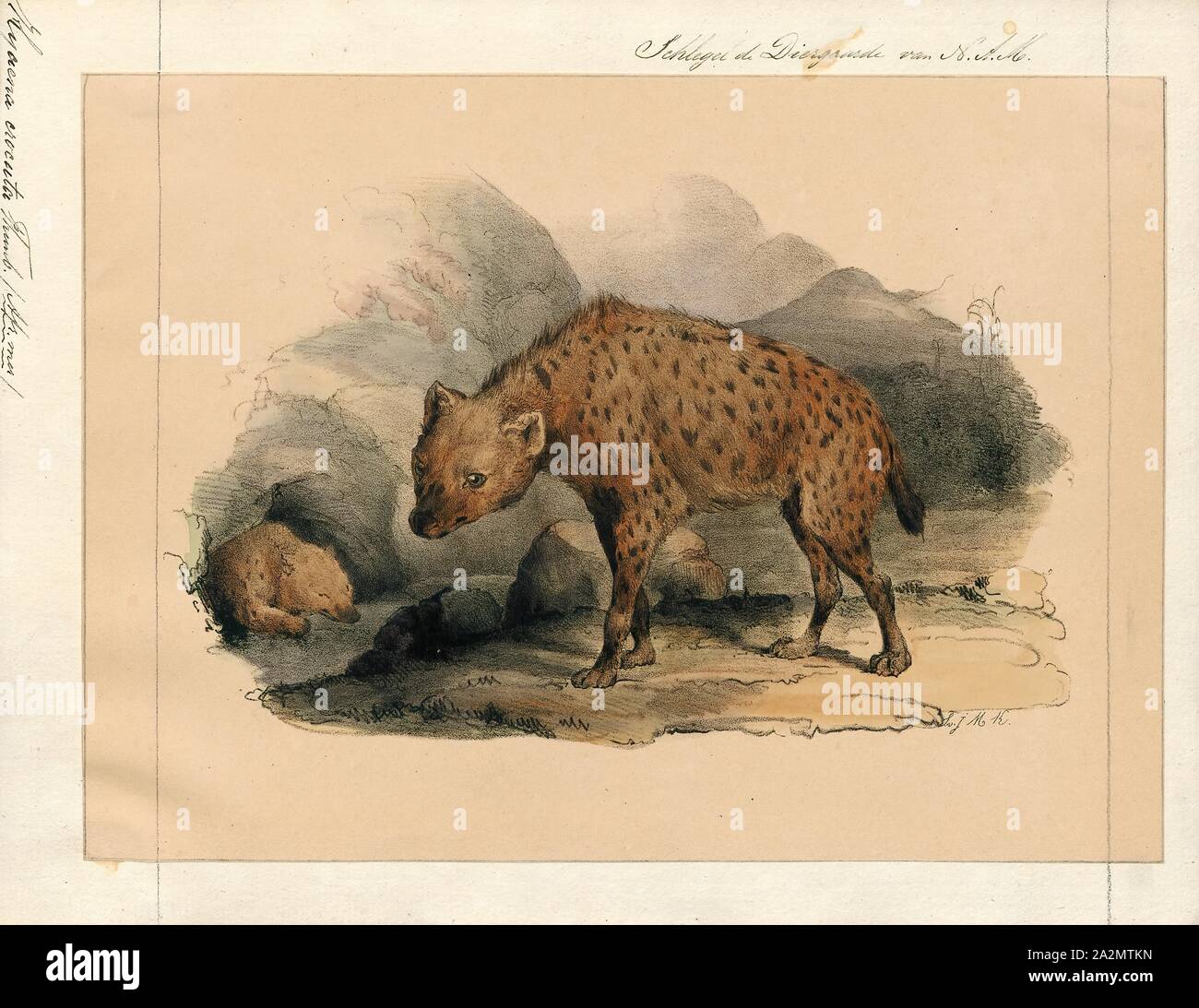 Otherwise fossil genus pachycrocuta hi-res stock photography and images ...