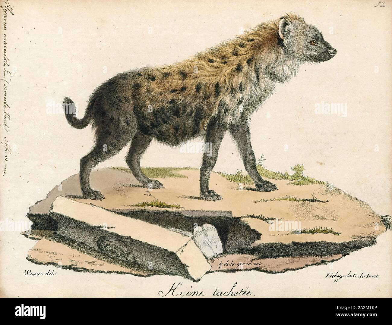 Two striped hyenas hi-res stock photography and images - Alamy