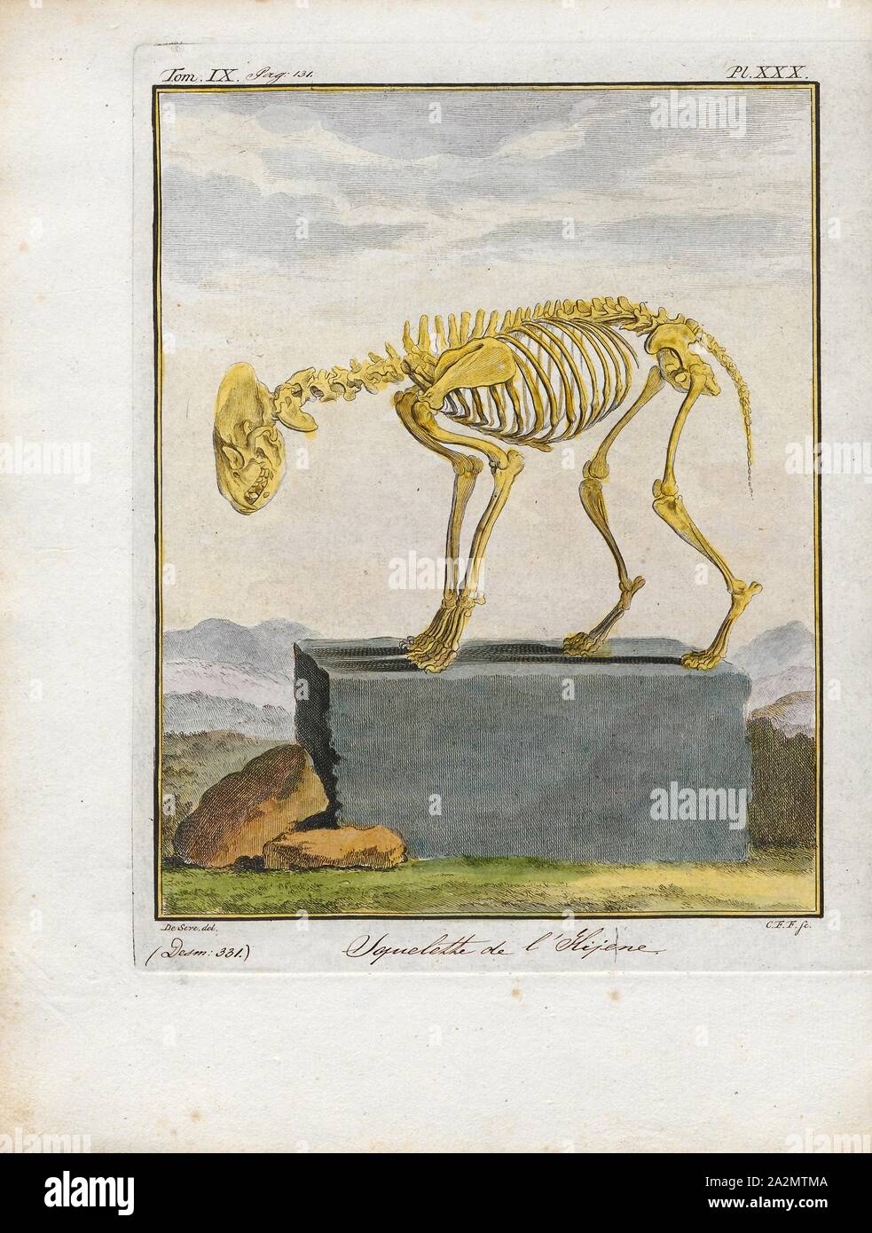 Hyaena spec., Print, Hyaena is a genus comprising two of the living ...