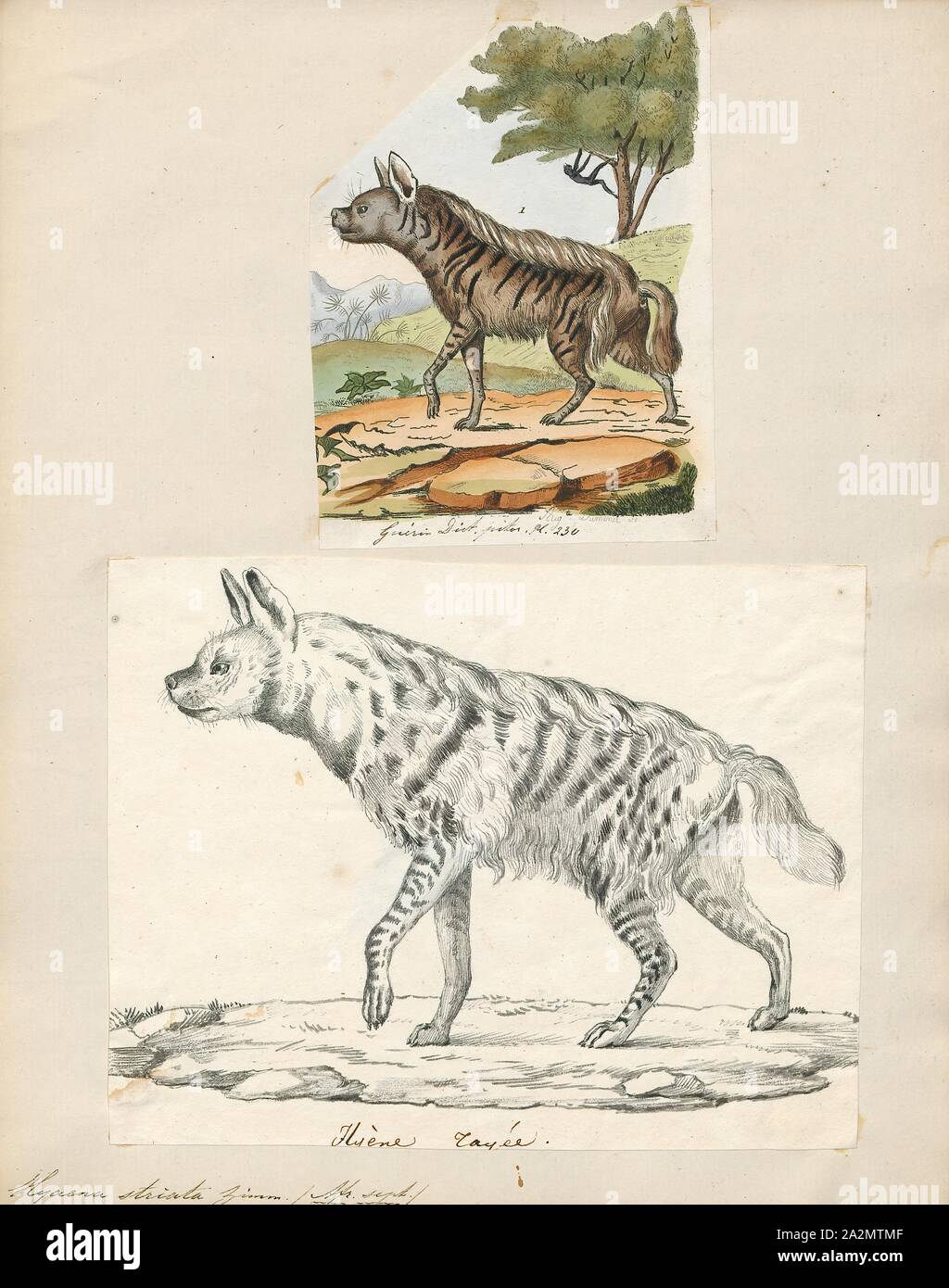 Hyaena striata, Print, Hyaena is a genus comprising two of the living ...