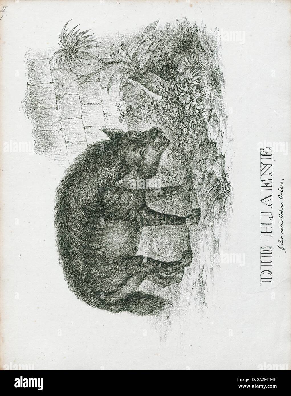Hyaena striata, Print, Hyaena is a genus comprising two of the living ...