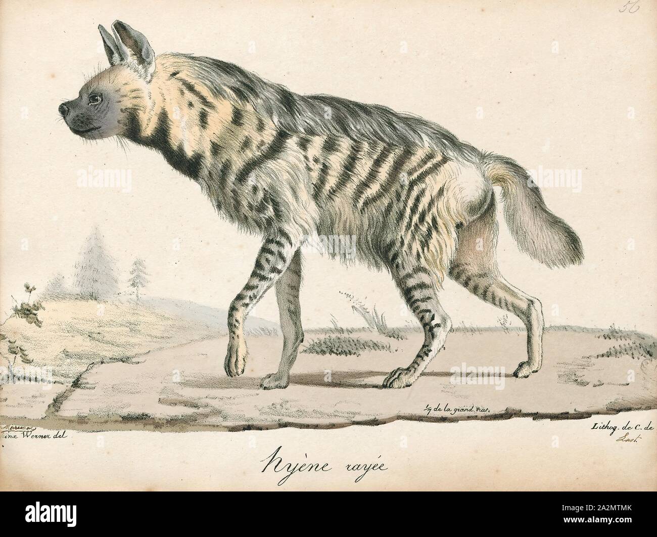 Hyaena striata, Print, Hyaena is a genus comprising two of the living ...