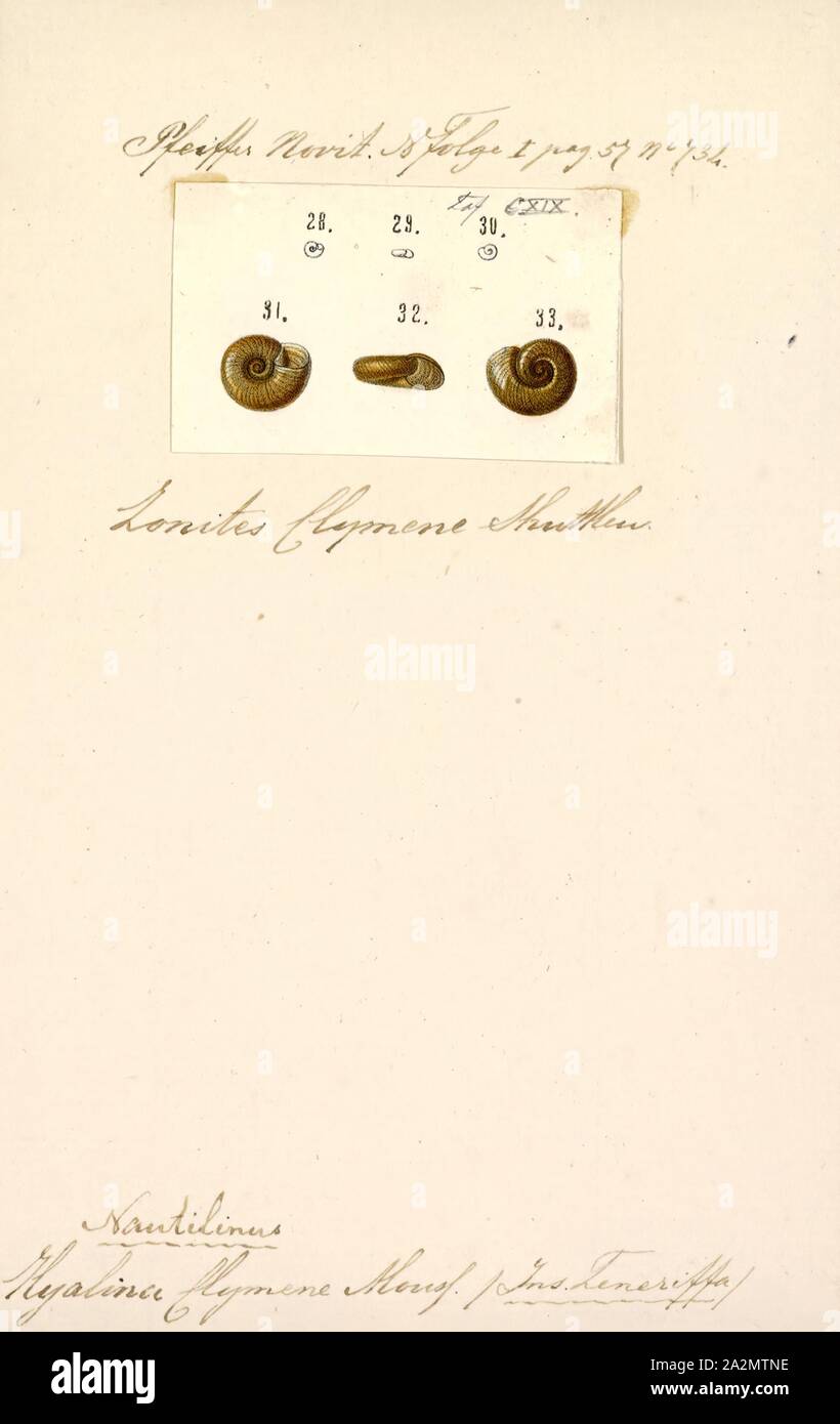 Hyalina clymene, Print, Hyalina is a genus of sea snails, marine ...