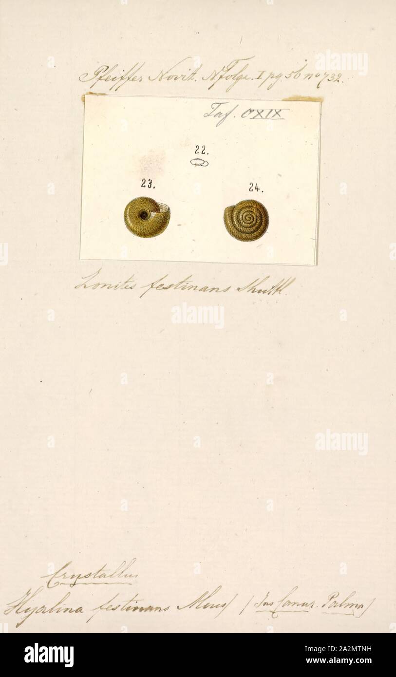 Hyalina festinans, Print, Hyalina is a genus of sea snails, marine ...