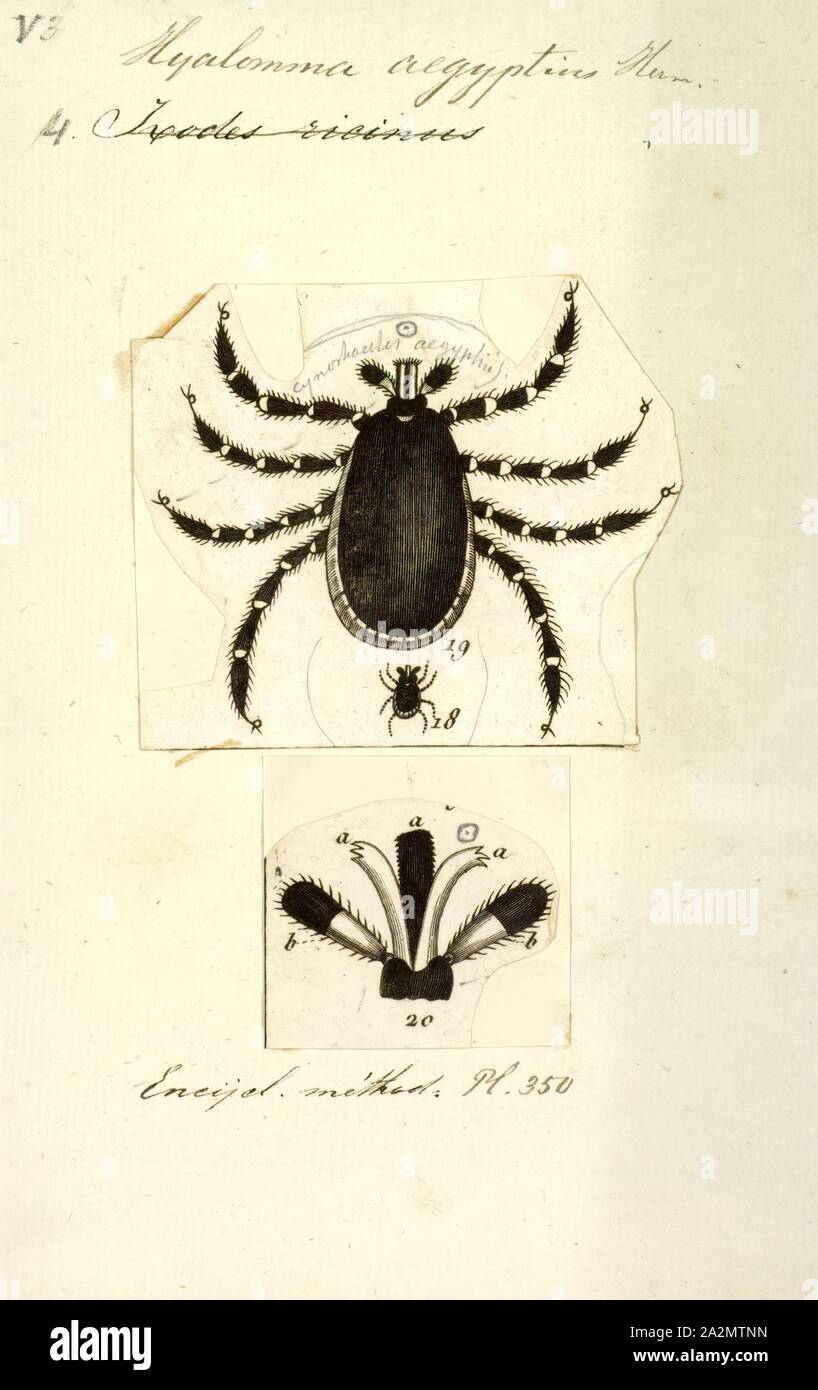 Hyalomma ticks hi-res stock photography and images - Alamy