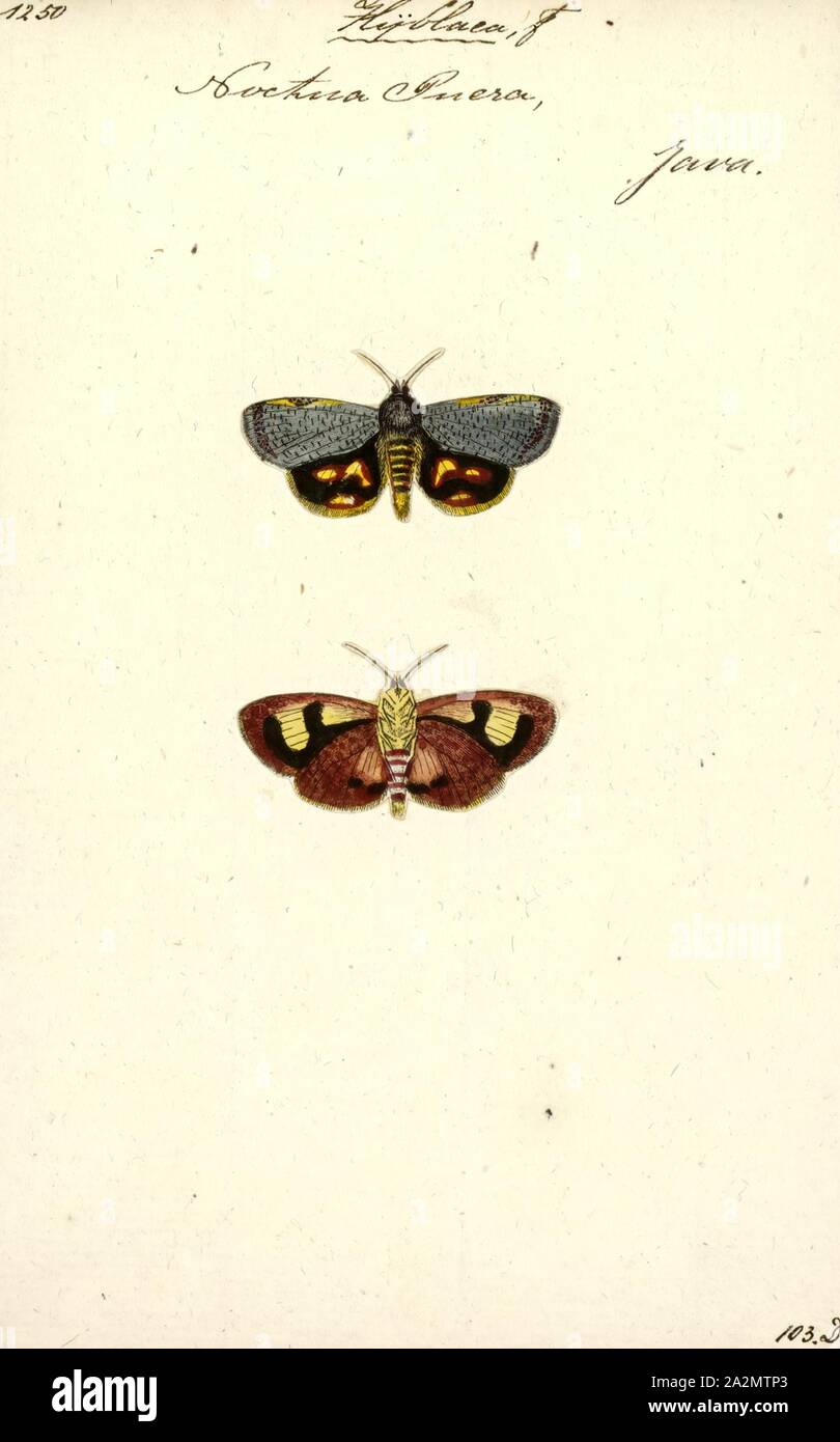 Hyblaea hi-res stock photography and images - Alamy