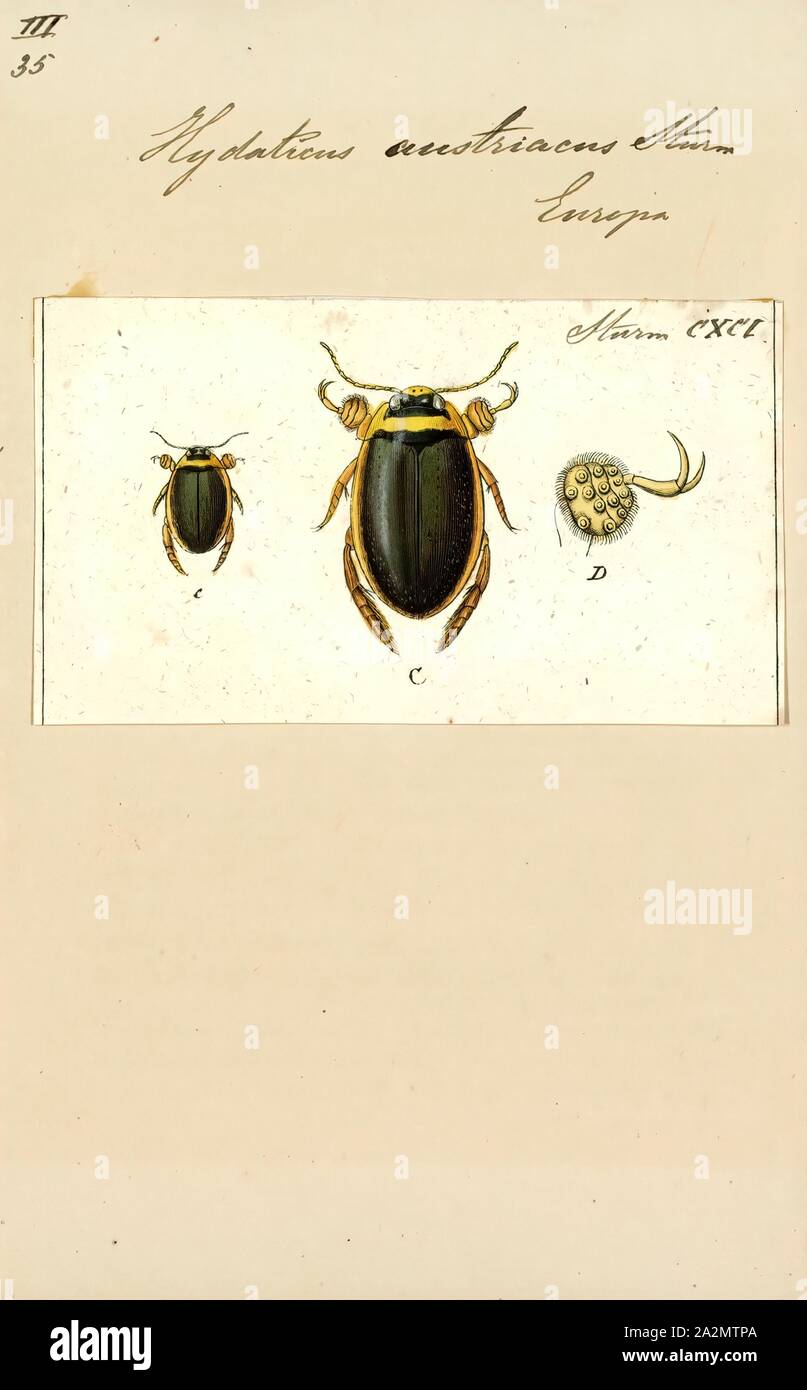 Hydaticus, Print, Hydaticus is a genus of predatory water beetle ...