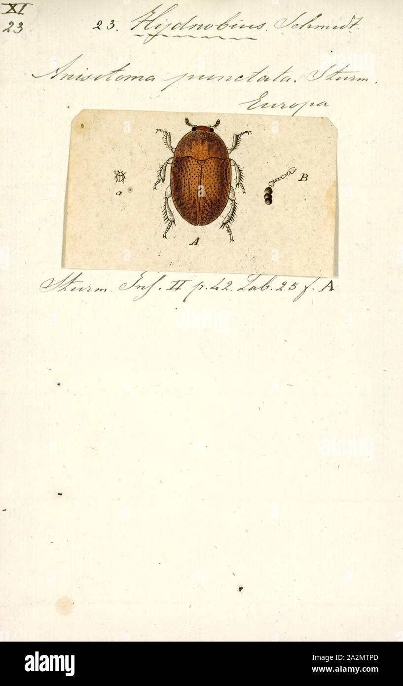 Hydnobius, Print, Hydnobius is a genus of round fungus beetles in the ...