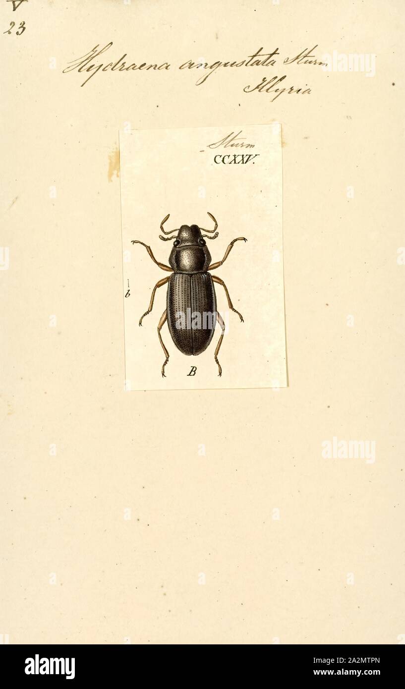 Hydraena, Print, Hydraena is a genus of minute moss beetles in the ...