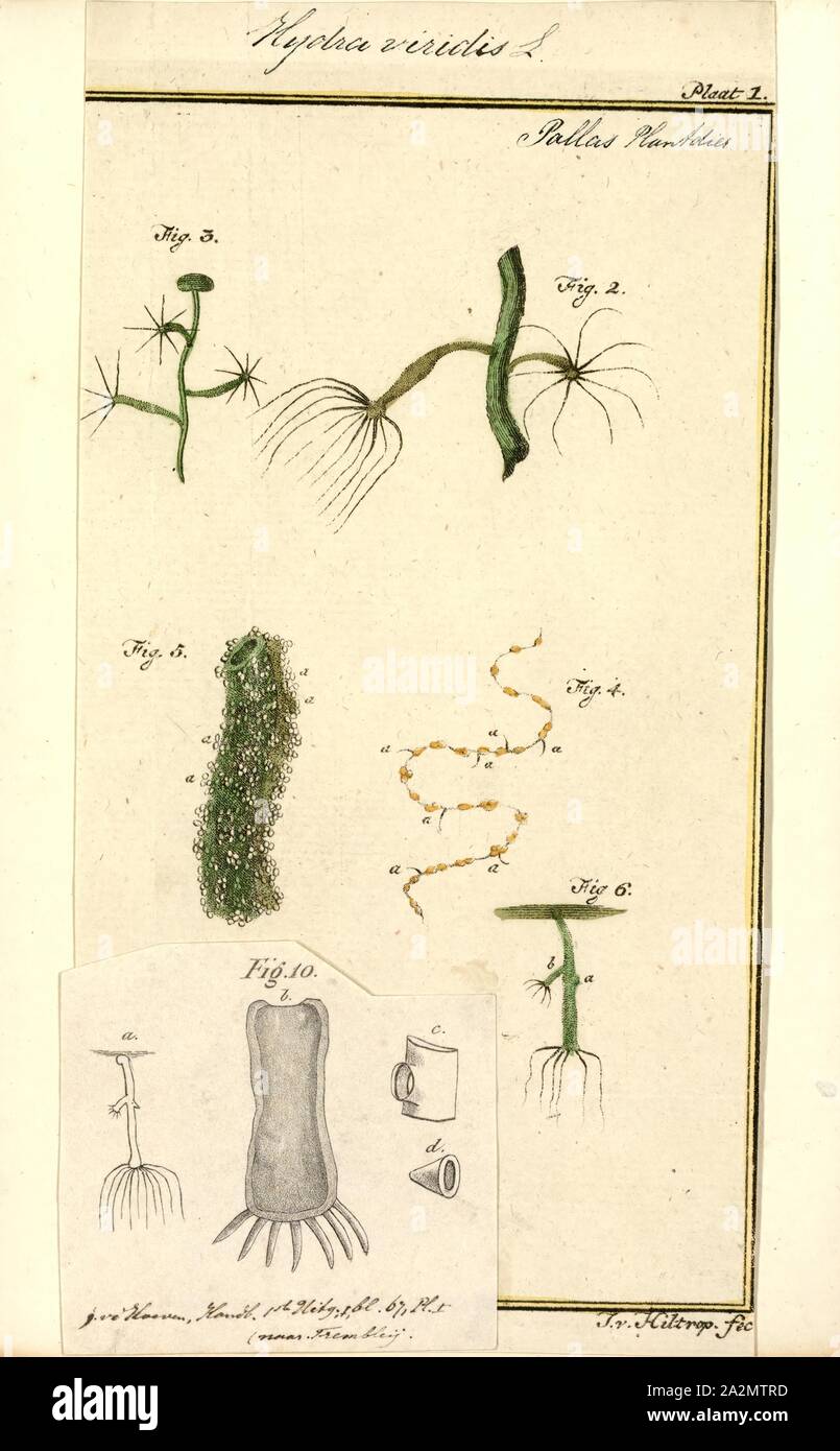 Green hydra hydra viridis chlorohydra hi-res stock photography and ...