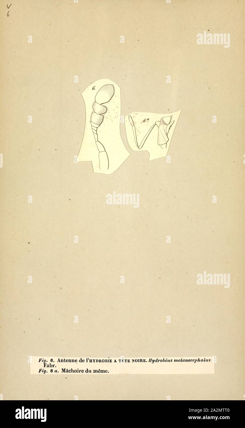 Hydrophilid beetles hi-res stock photography and images - Alamy