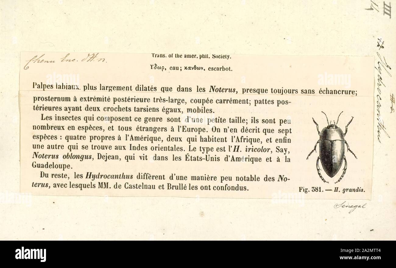 Hydrocanthus hi-res stock photography and images - Alamy