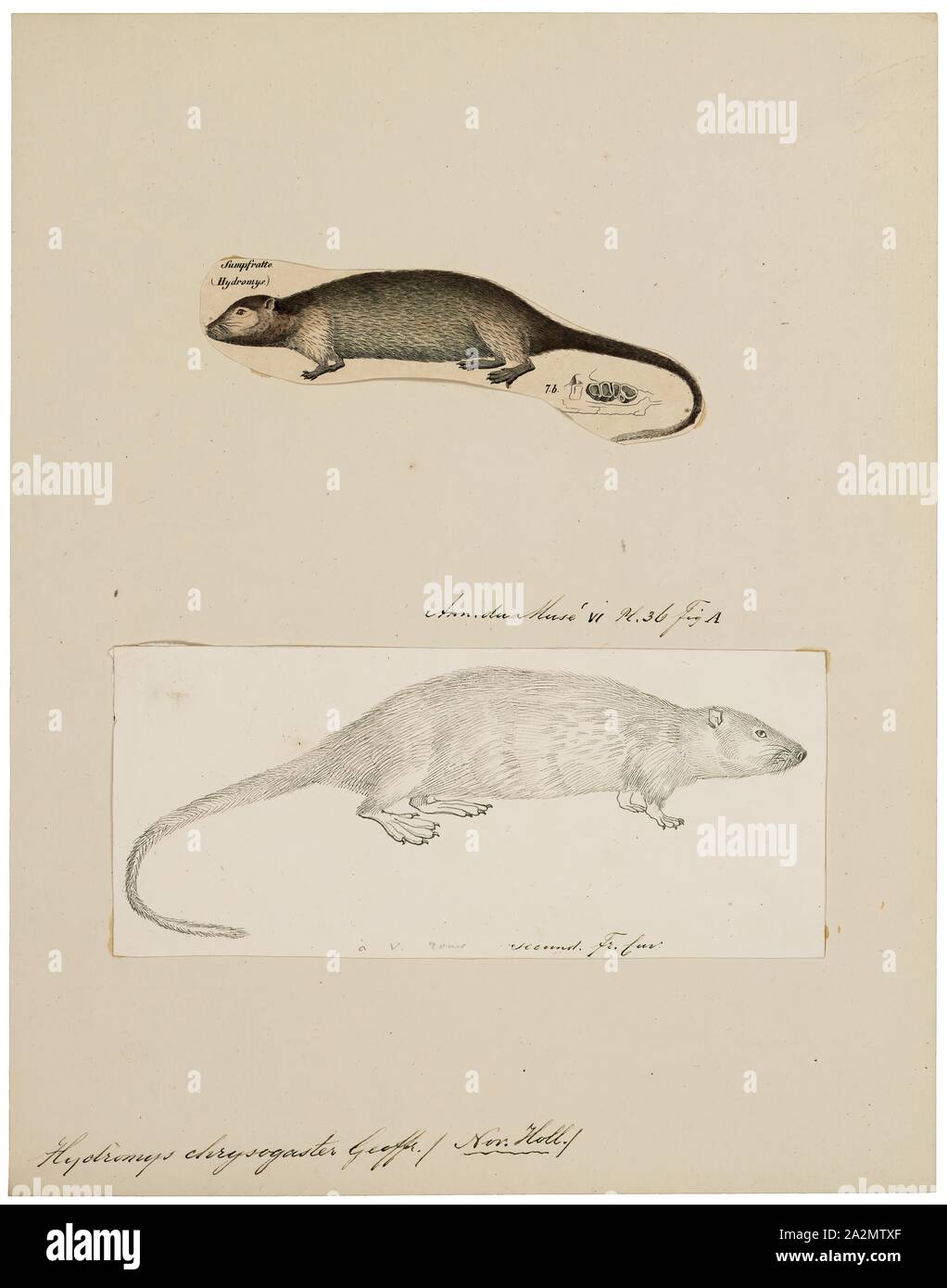 Australian native rodent first described hi-res stock photography and ...