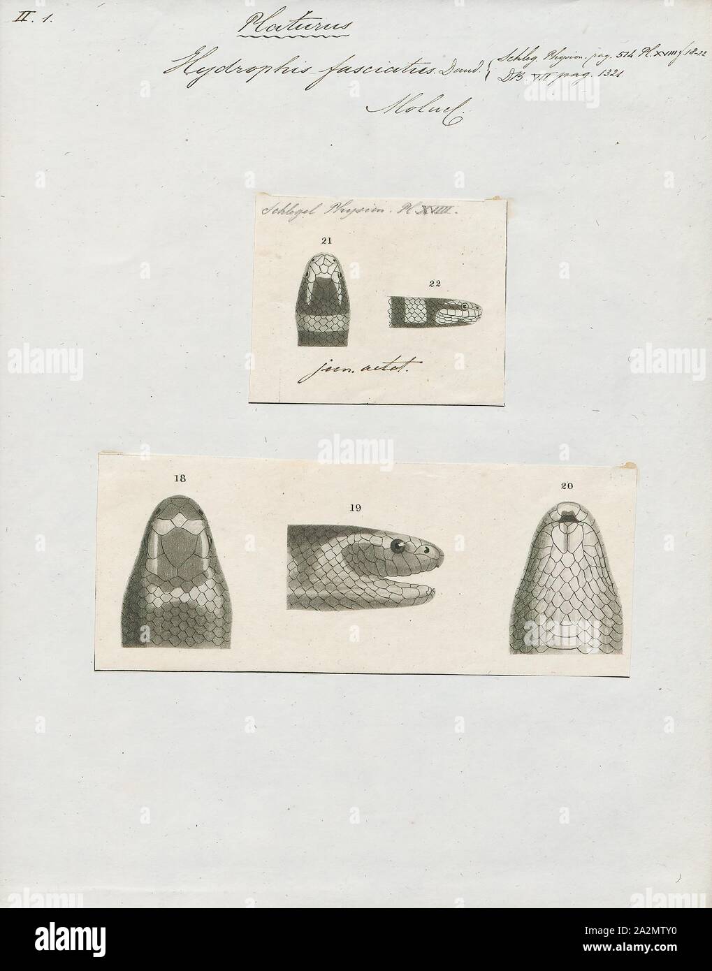 Hydrophis fasciatus, Print, Hydrophis fasciatus, commonly known as the ...