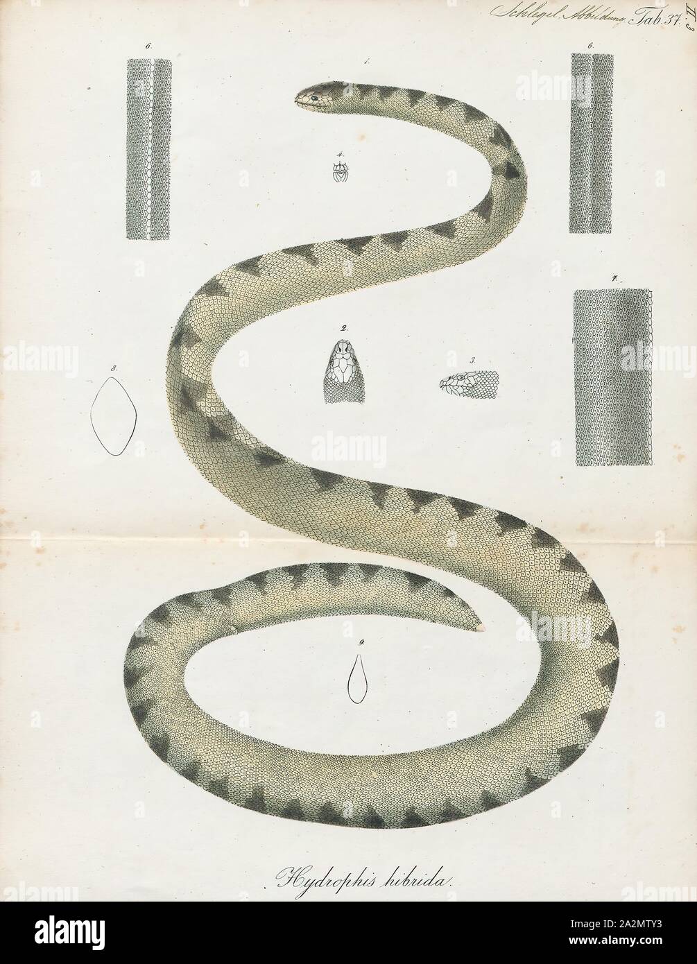 Hydrophis hybrida hi-res stock photography and images - Alamy