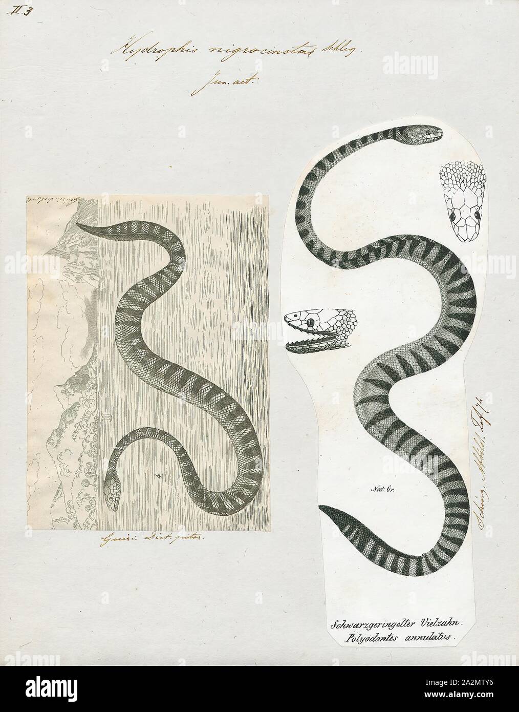 Hydrophis nigrocincta, Print, Hydrophis nigrocinctus is a species of ...