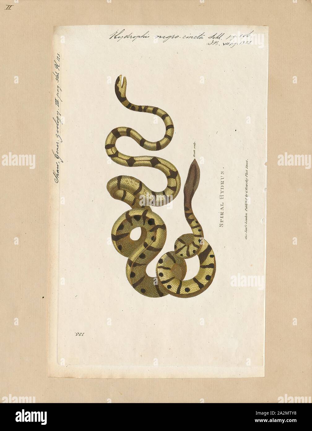 Hydrophis nigrocincta, Print, Hydrophis nigrocinctus is a species of ...