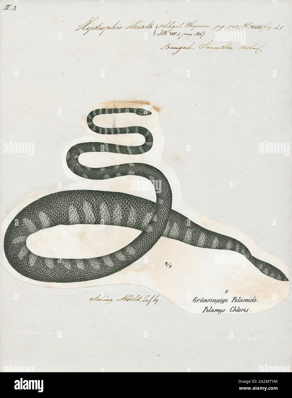 Australian snakes hi-res stock photography and images - Alamy