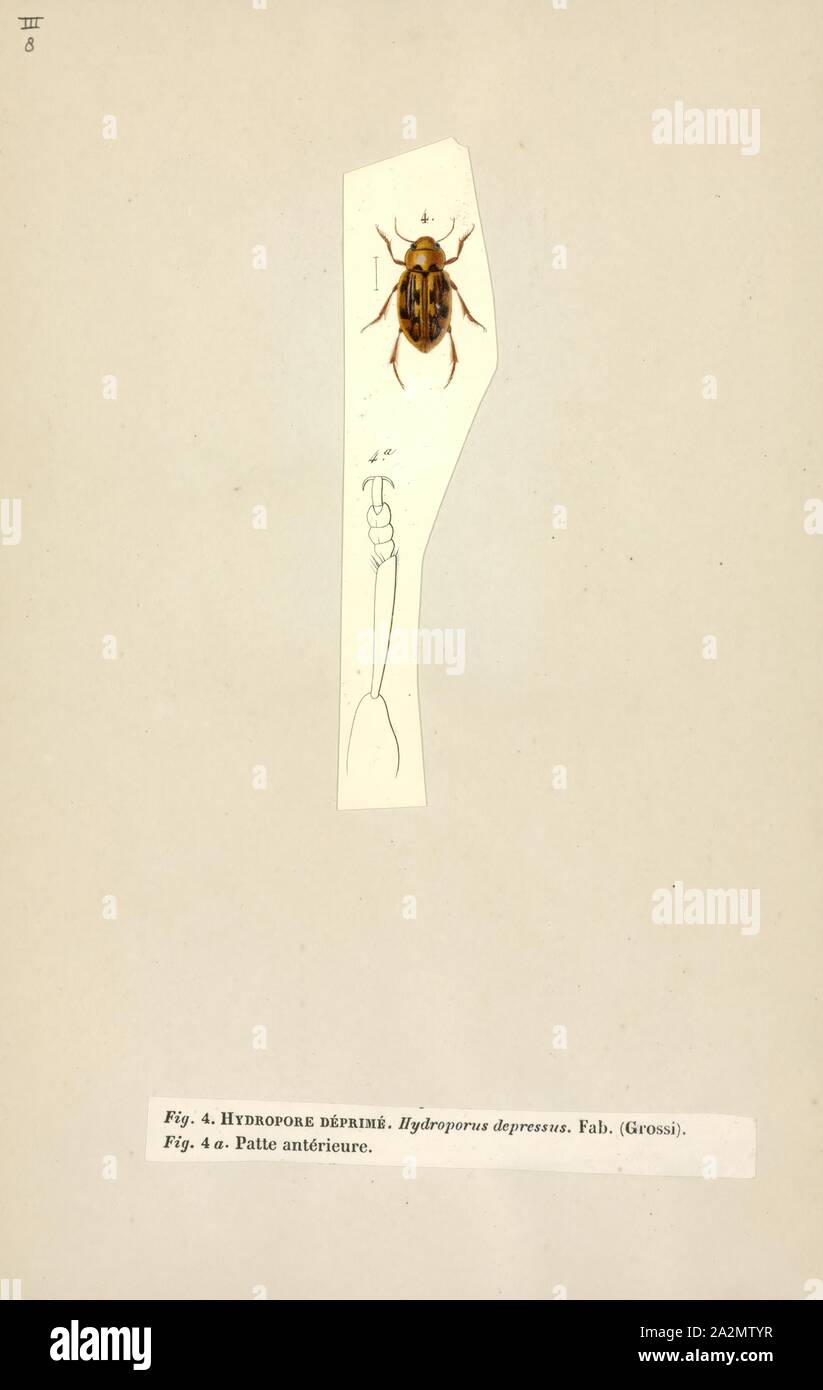 Hydroporus, Print, Hydroporus is a genus of water beetles native to the ...