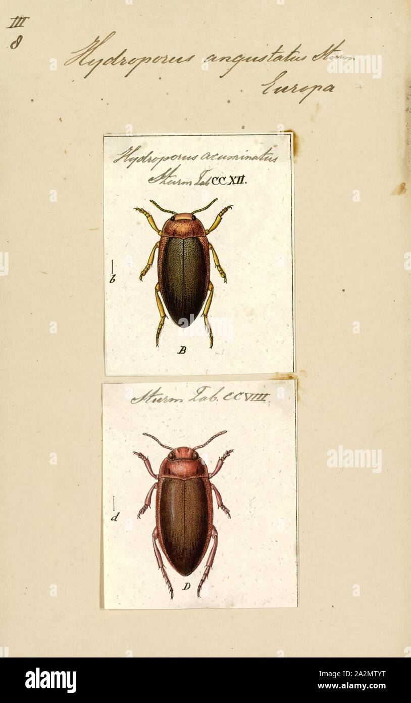 Hydroporus, Print, Hydroporus is a genus of water beetles native to the ...