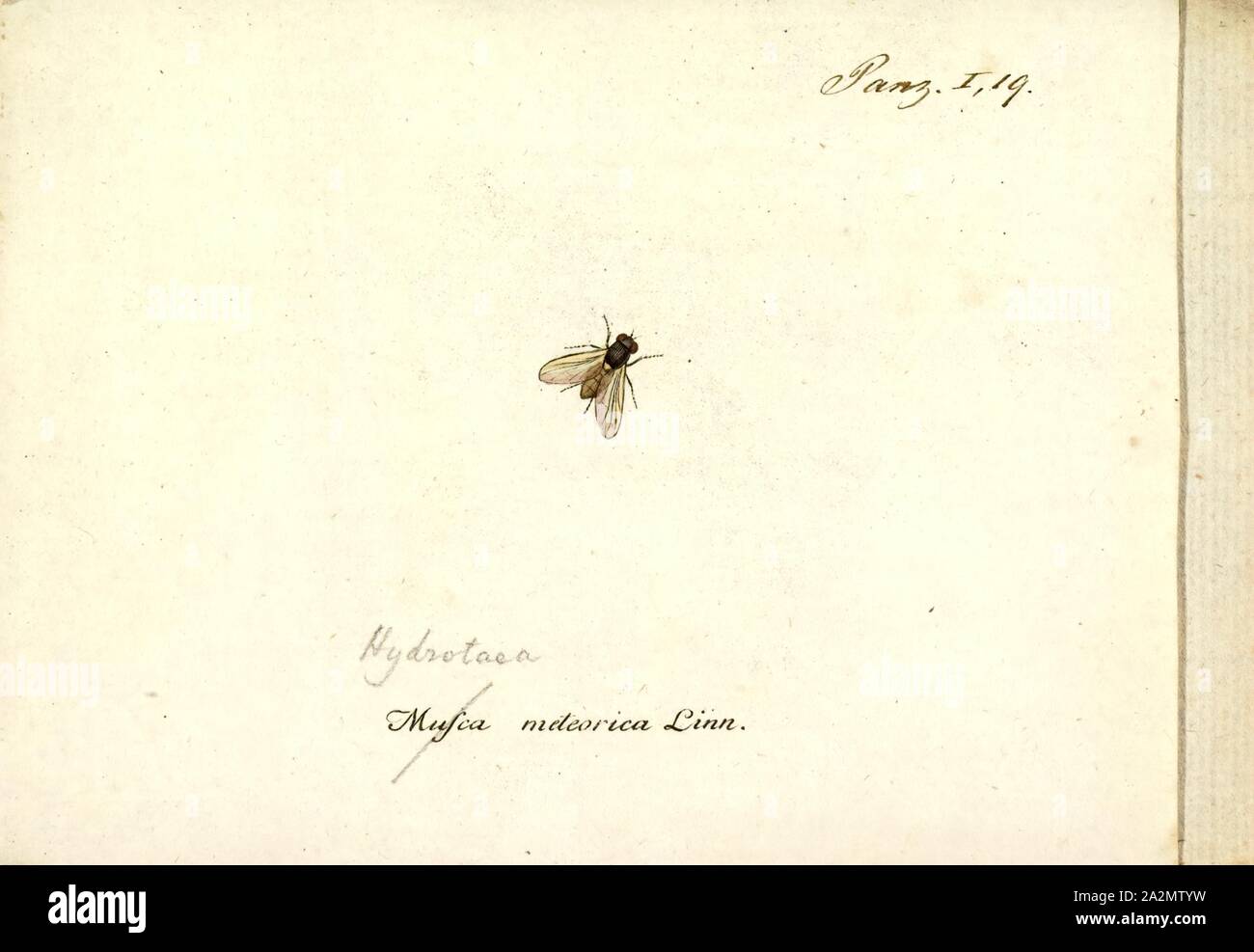 Hydrotea hi-res stock photography and images - Alamy