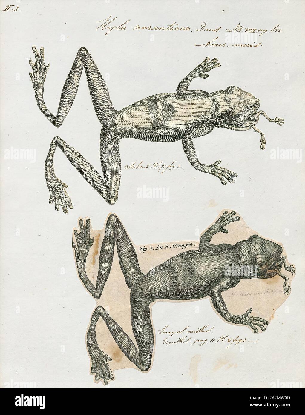 Frog colombia hi-res stock photography and images - Alamy