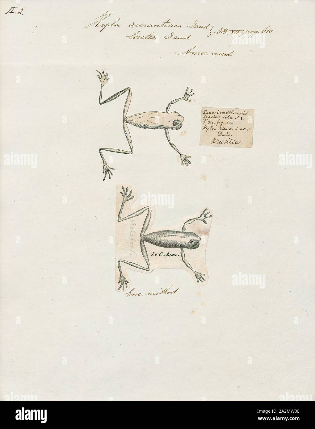 Greater hatchet faced treefrog hi-res stock photography and images - Alamy